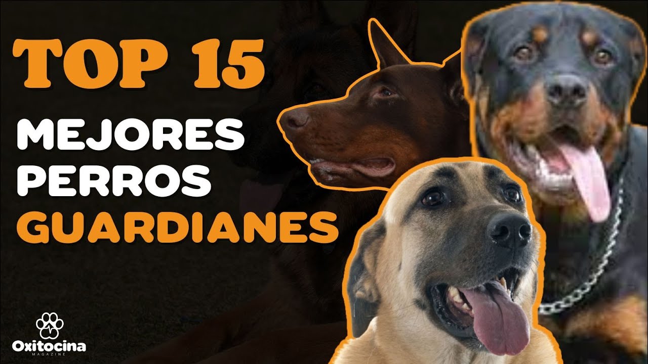 razas de perros guardianes y cariñosos - Gatos y perros